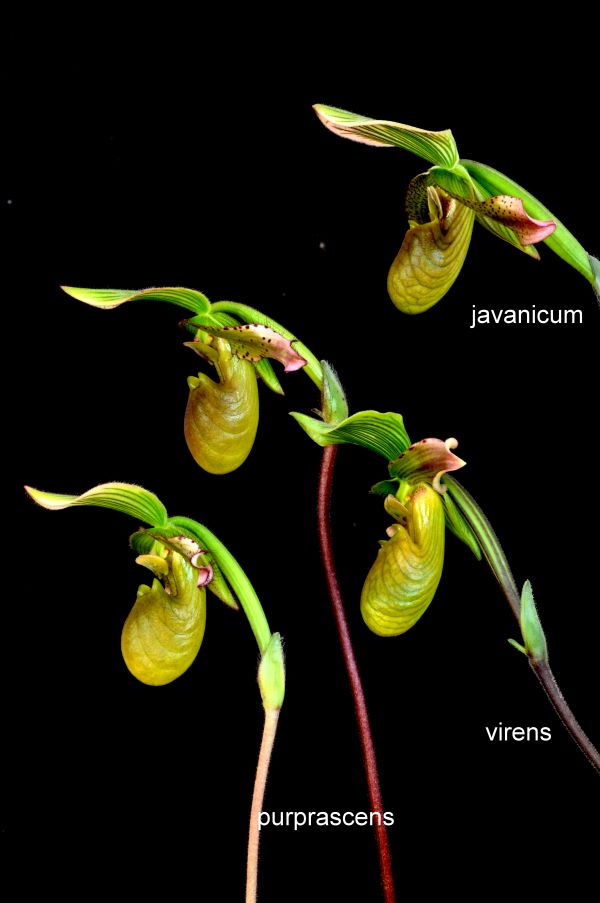 der Paph. javanicum Komplex